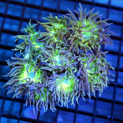 Buy Exotic LPS and SPS Corals Online - Extreme Corals