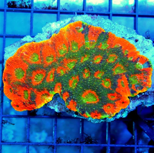 Buy Rare LPS SPS Softies Corals Online | Extreme Corals