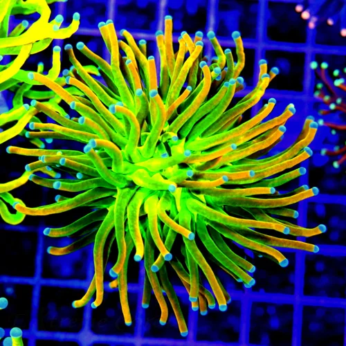 Buy Rare LPS SPS Softies Corals Online | Extreme Corals